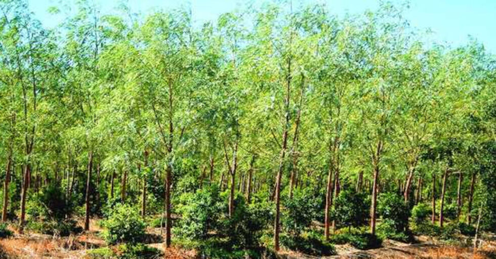 In Search of Chandan Forests in India | Aroma Essence