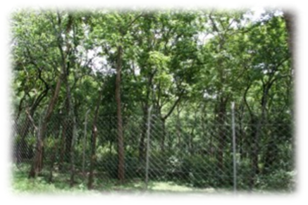 In Search of Chandan Forests in India | Aroma Essence